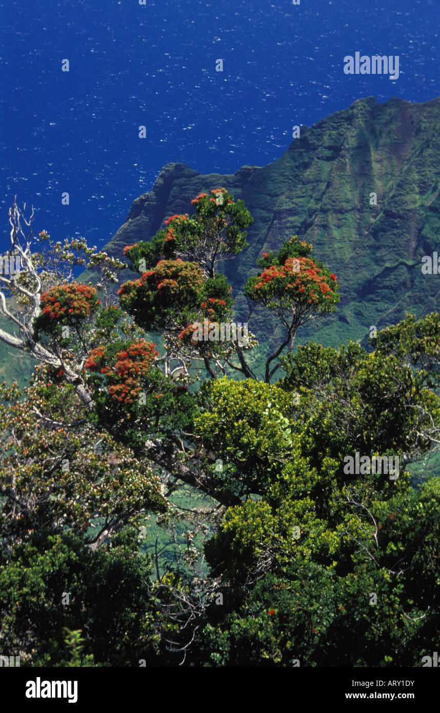 Kalalau valley flower hi-res stock photography and images - Alamy