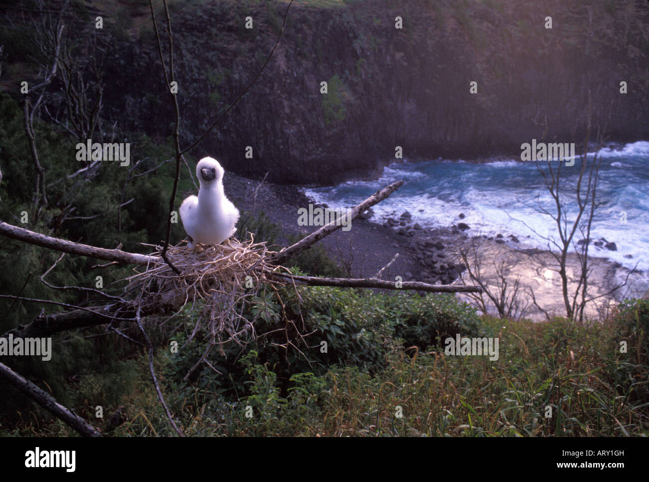 Red-footed booby chick on nest, Kilauea Point National Wildlife Refuge ...