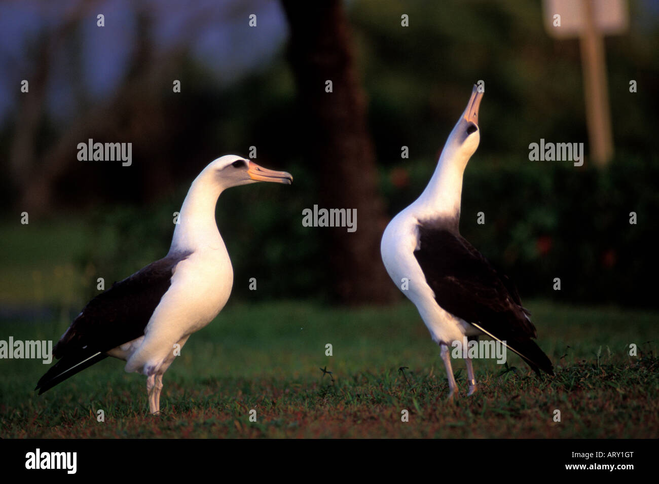 Laysan albatross (moli or Diomedia immutabilis) courtship Kilauea Point ...