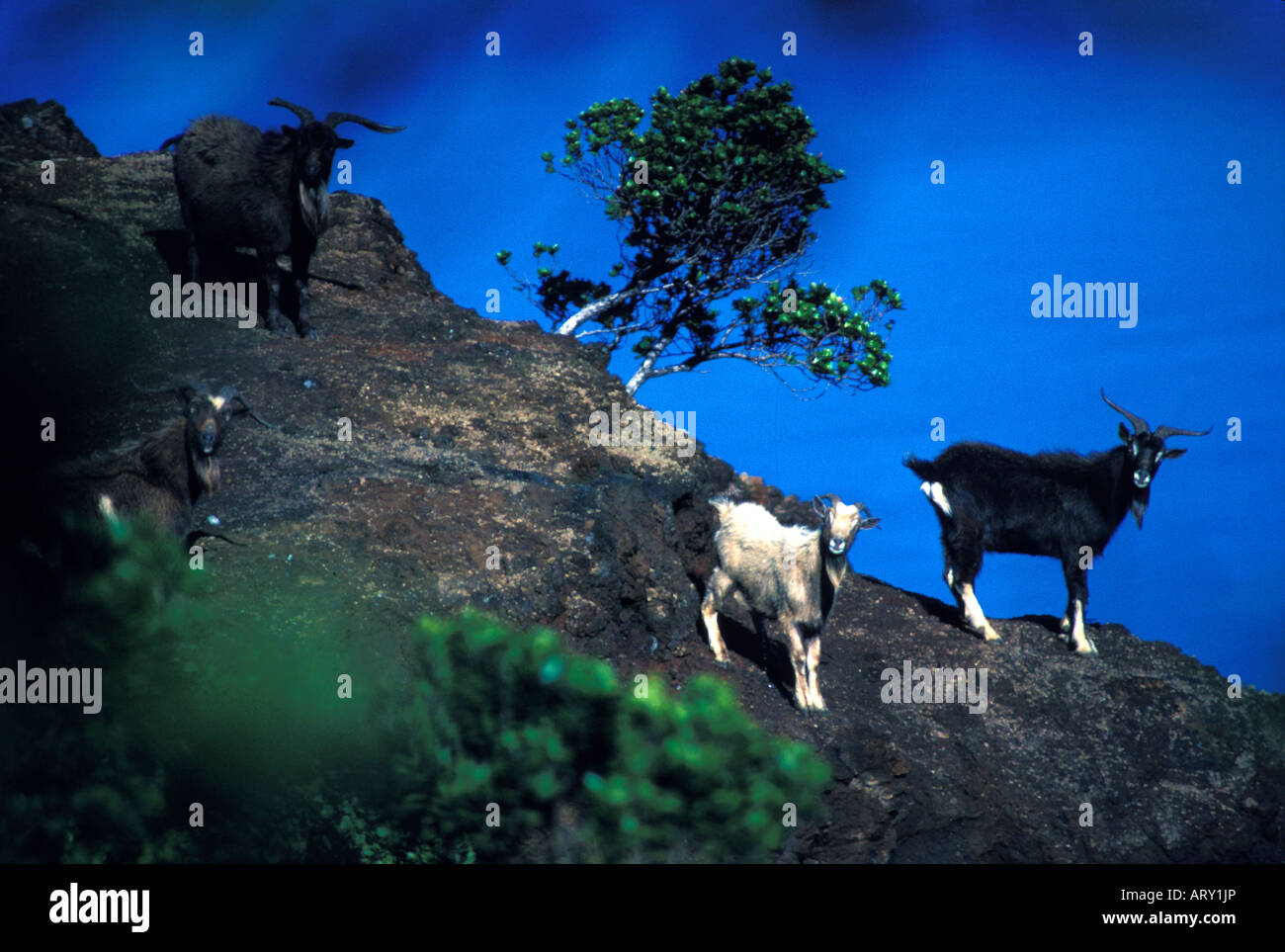 Feral goats on rim of Kalalau Valley, Na Pali Coast State Park, Kauai ...