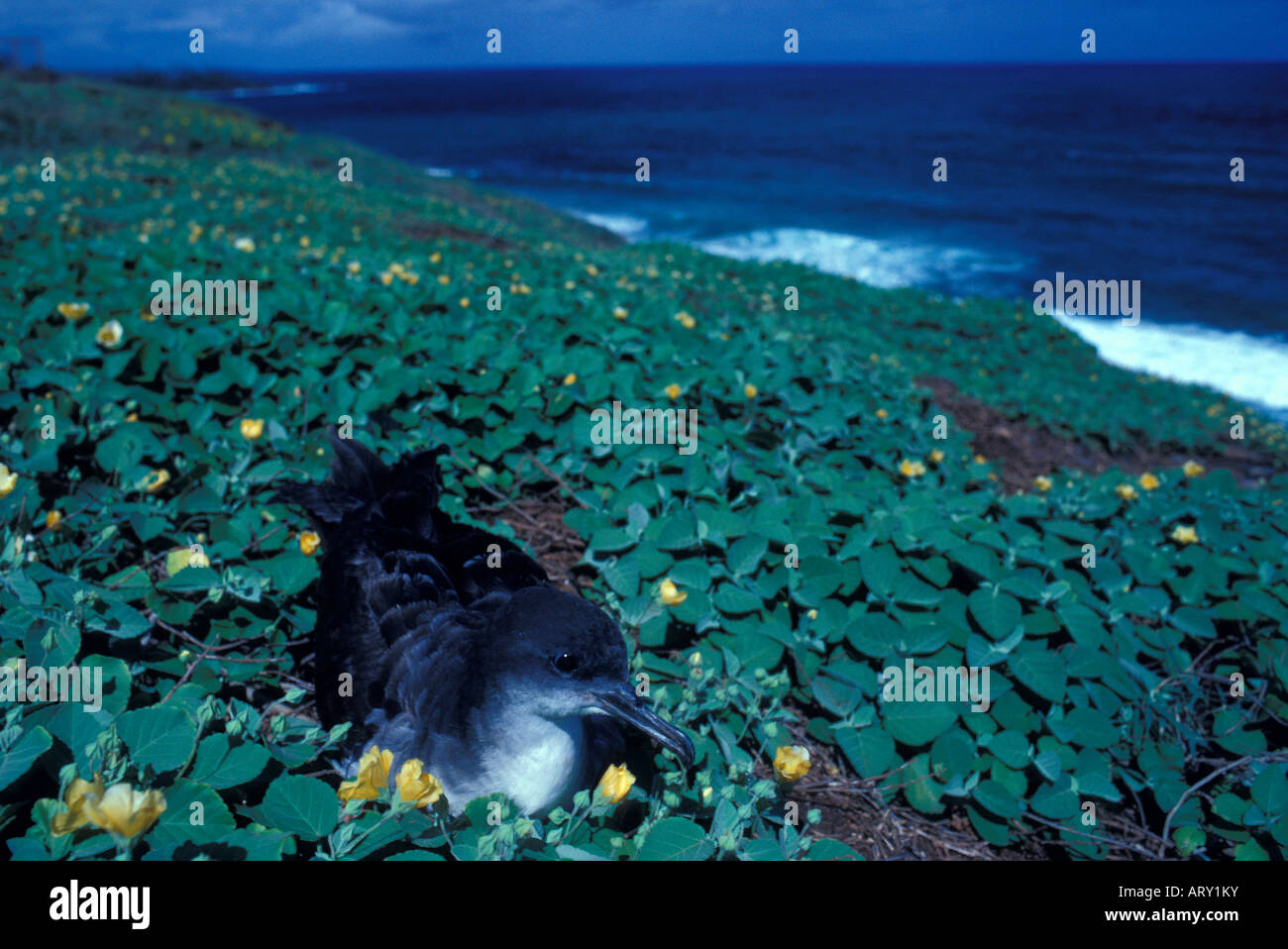Wedge tailed shearwater hawaii hi-res stock photography and images - Alamy