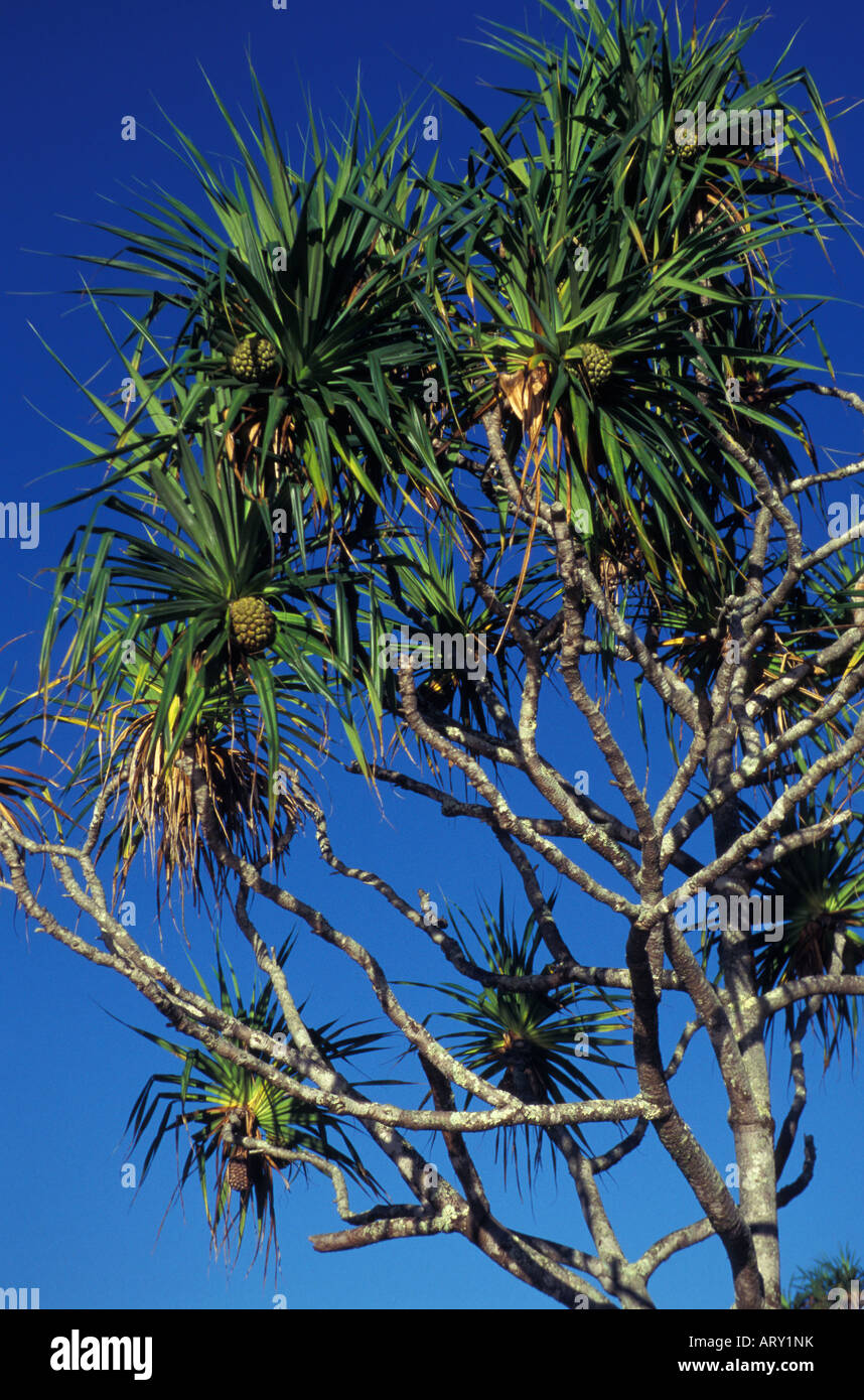 Hala tree hawaii hi-res stock photography and images - Alamy