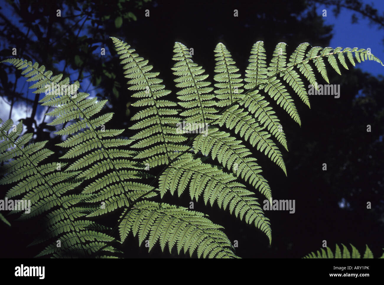 Native fern in hawaii hi-res stock photography and images - Alamy