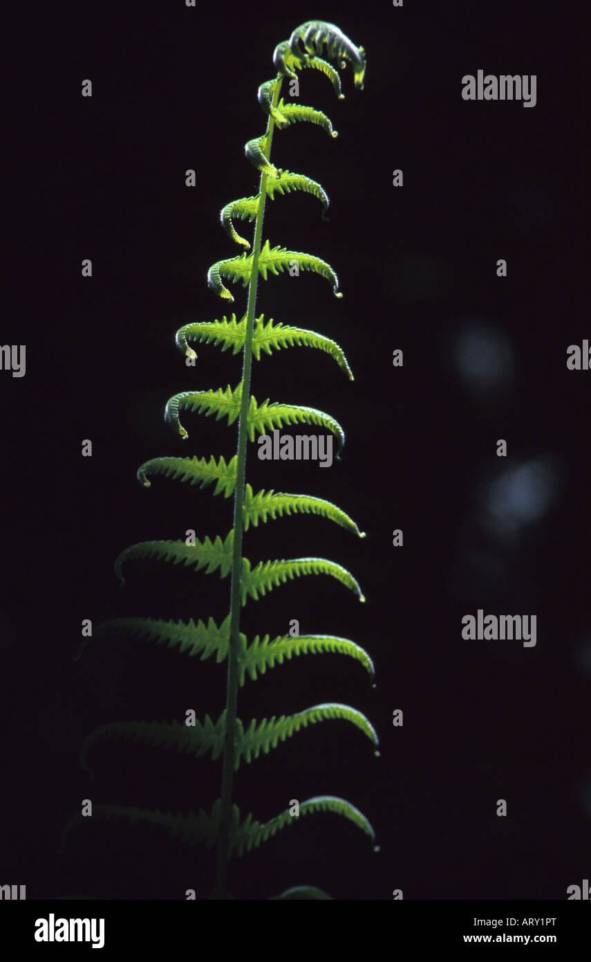 Unfurliing leaf of introduced "downy wood fern" in Kokee State Park ...