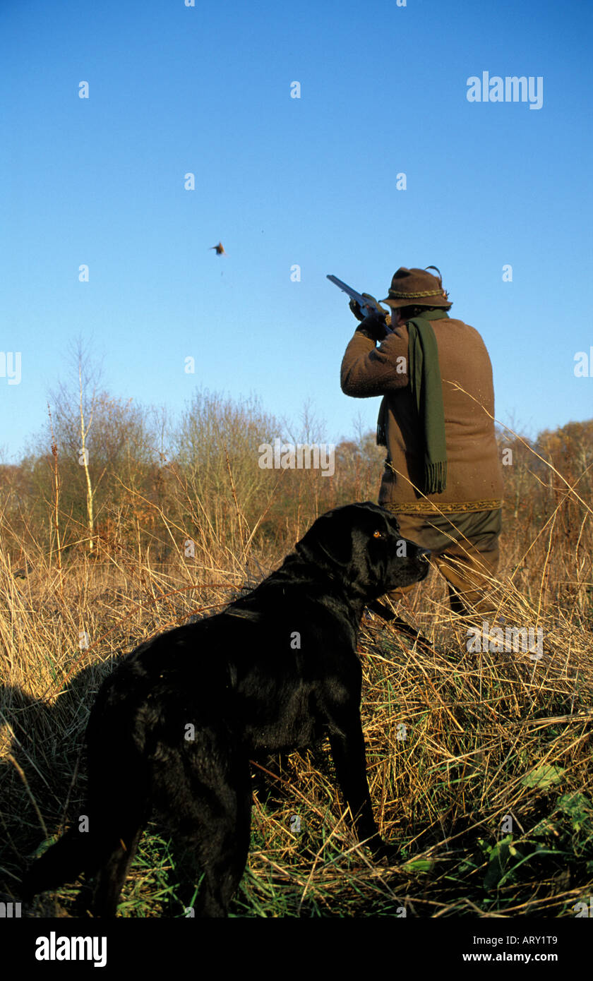 Hunting in the French countryside autumn labrador dog Stock Photo - Alamy