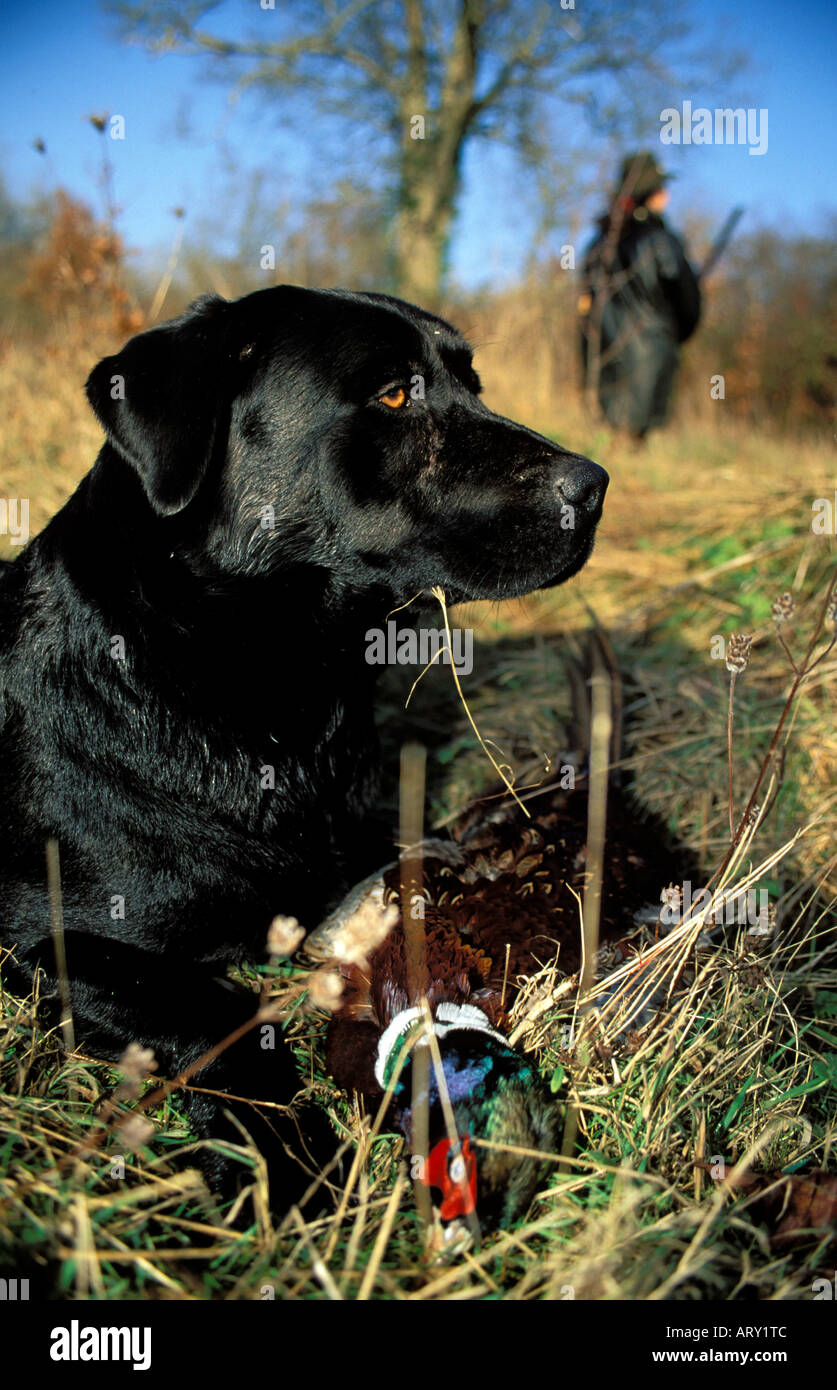 Hunting in the French countryside autumn labrador dog with feasant ...