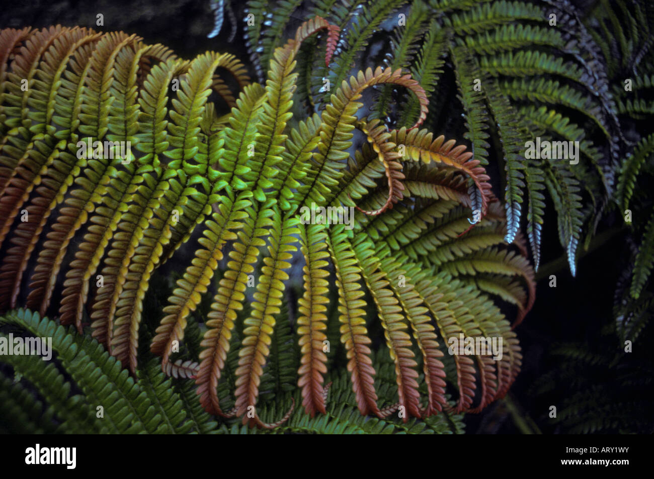 Amau fern (Sadleria sp., an endemic genus); a type of Hawwiian tree ...