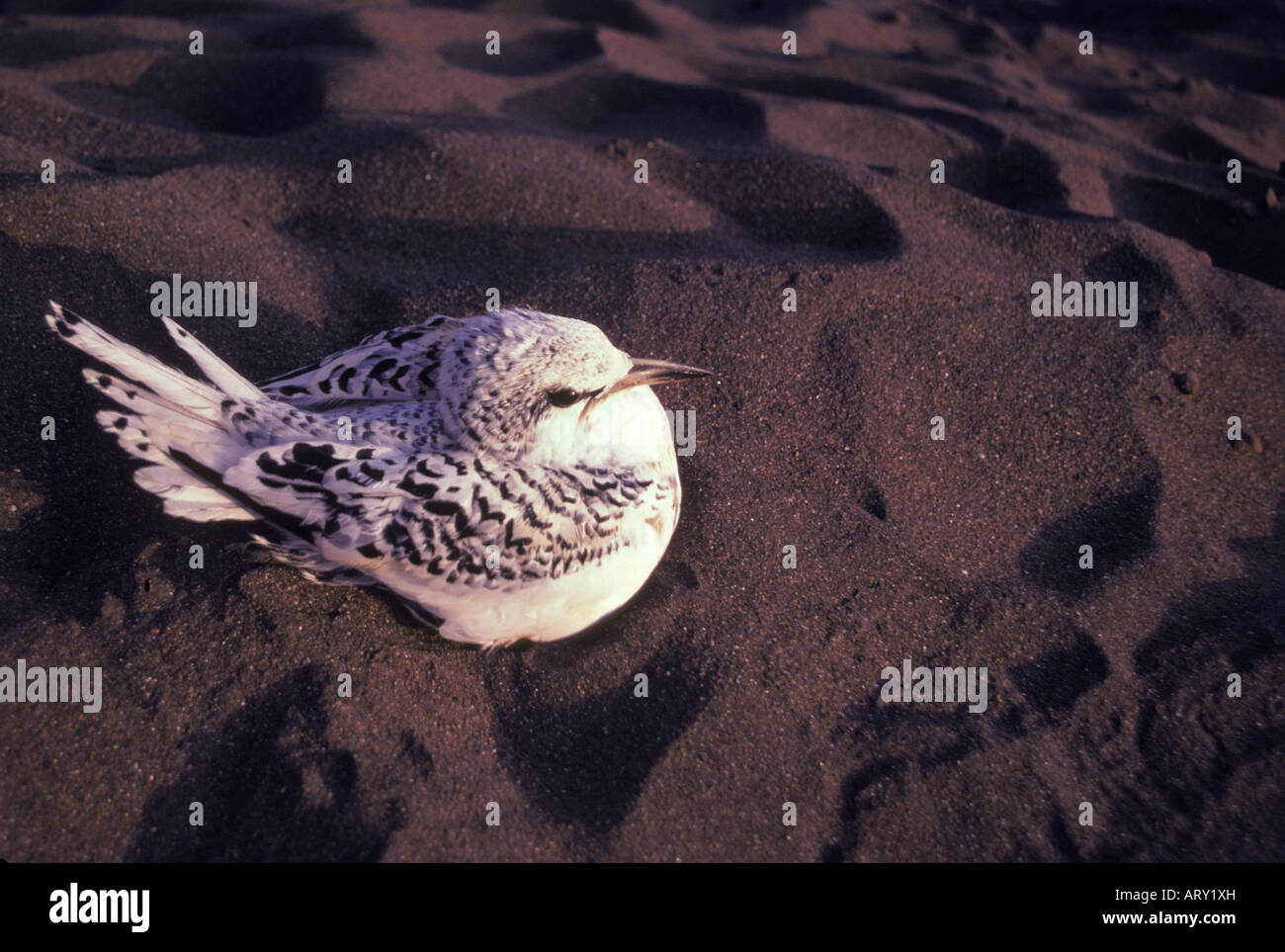 Juvenile white-tailed tropicbird, Koae kea, also called "canyon birds ...
