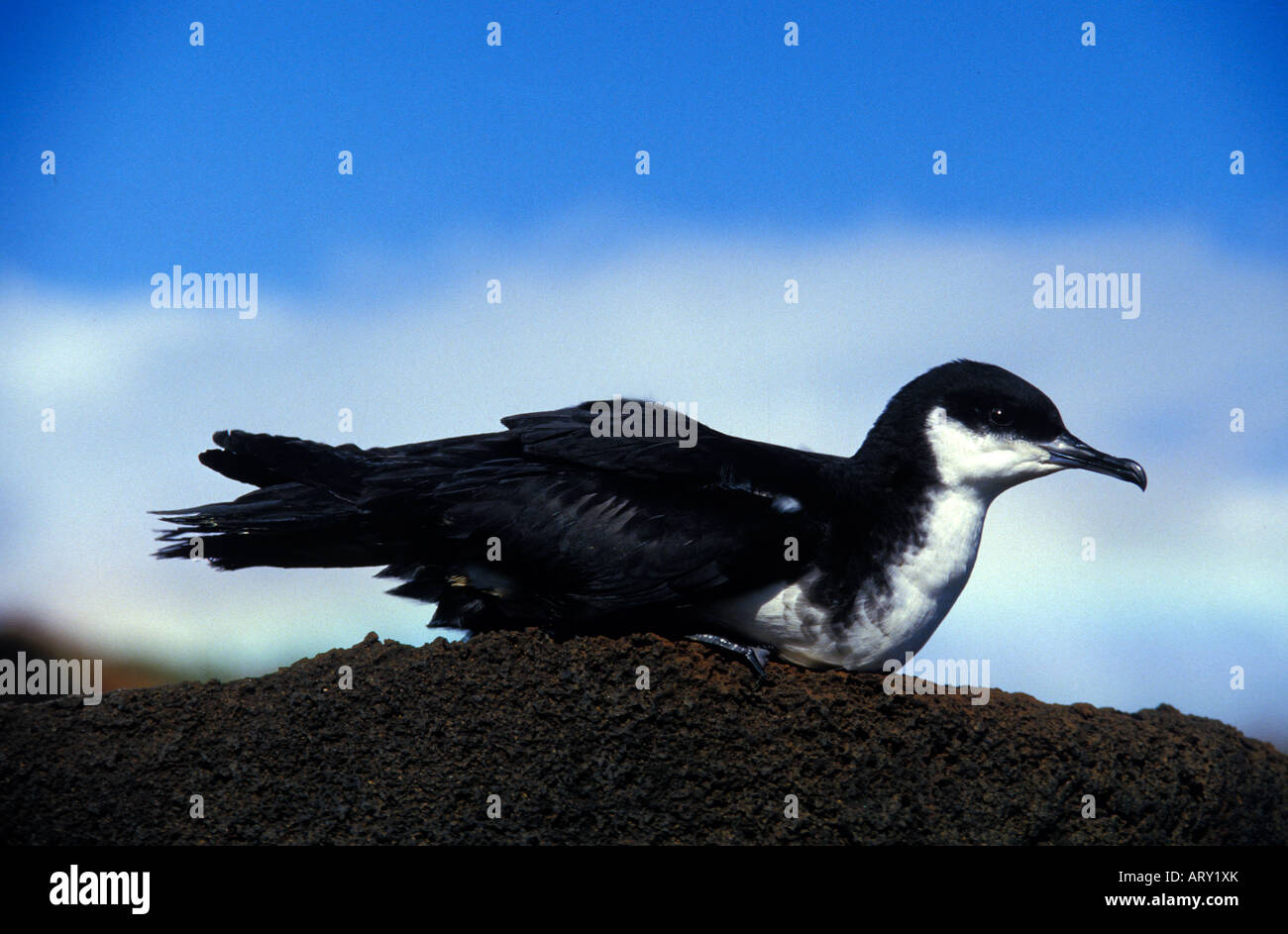 Close-up of a Wedgetail or Newell's shearwater (A'o). Puffinus Newelli ...
