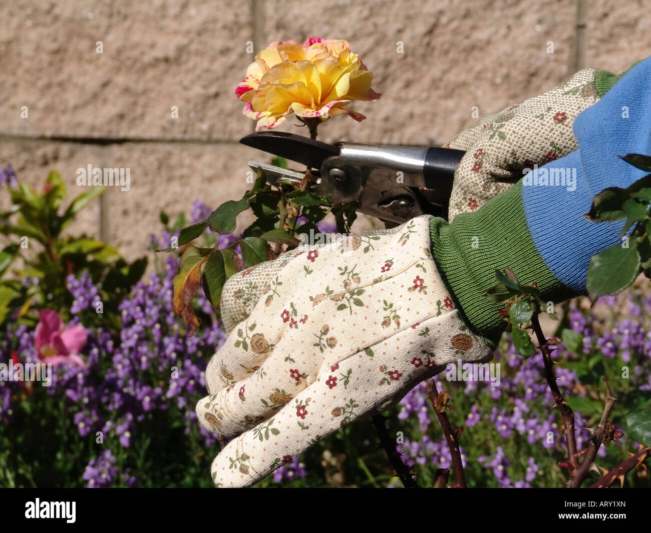 Trim Rose High Resolution Stock Photography and Images - Alamy