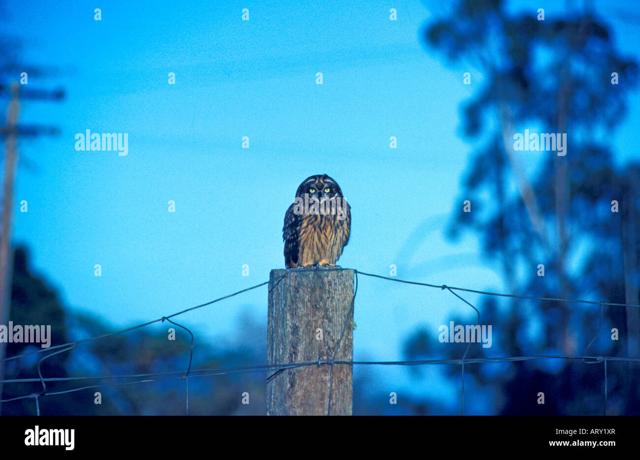 short-eared owl, known as a Pueo, is sacred in Hawaiian culture as an ...