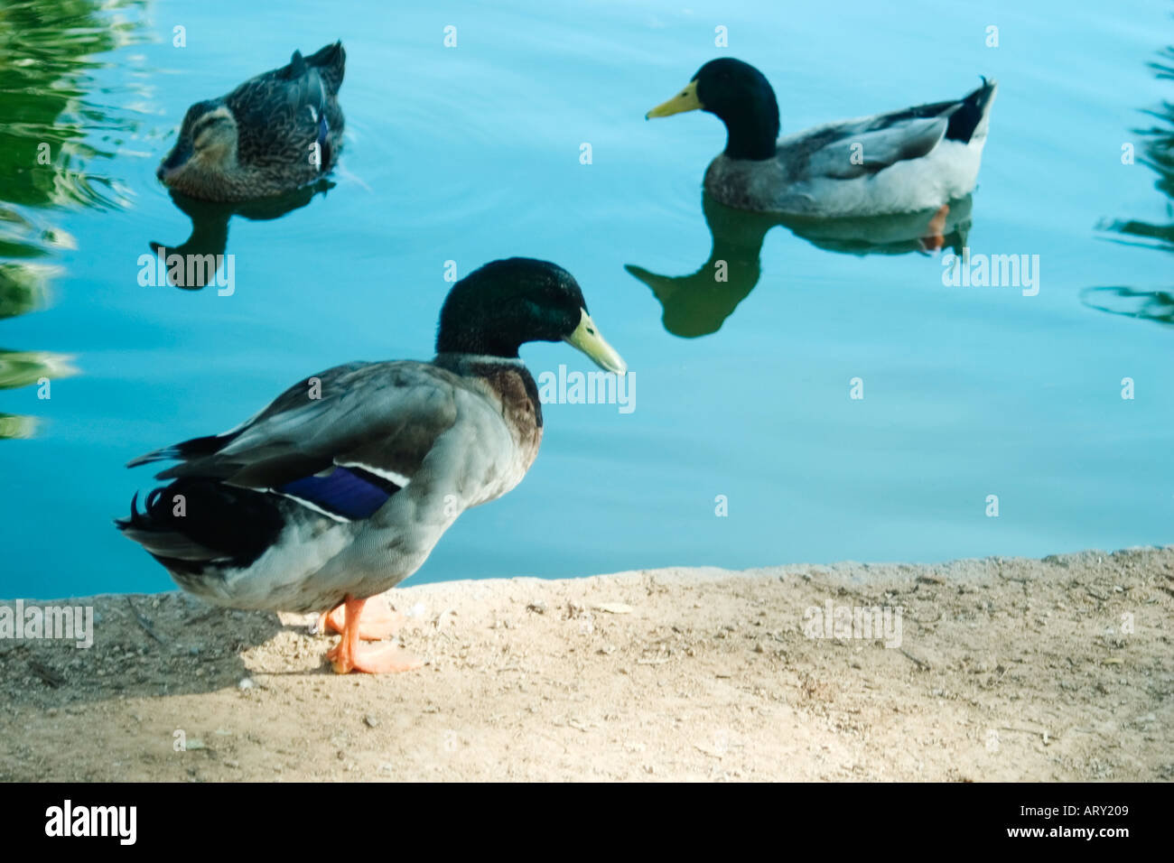 Ducks in water Stock Photo - Alamy