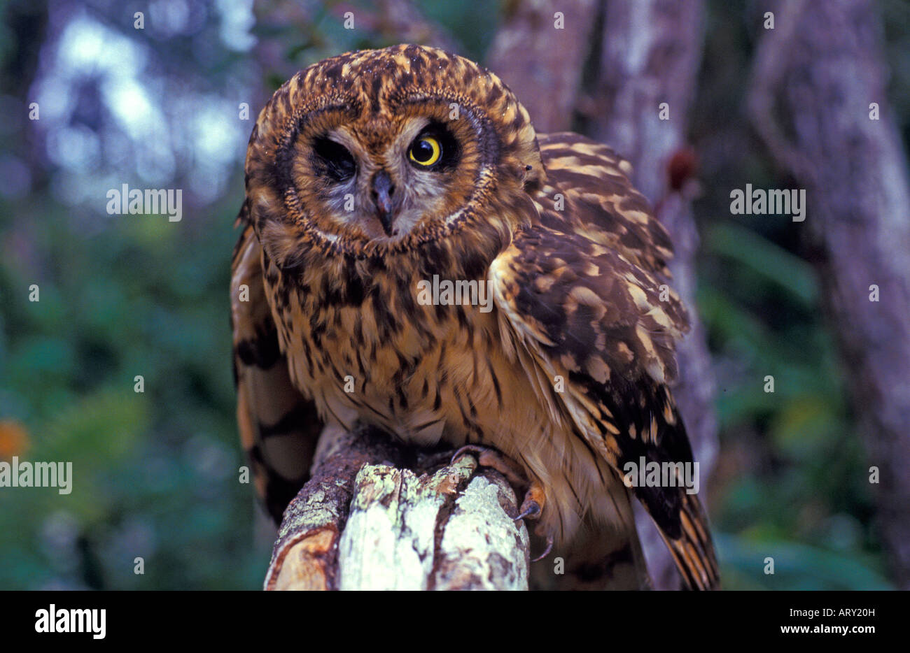 Pueo hi-res stock photography and images - Alamy