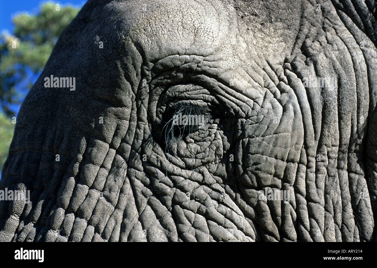 Elephant eye and wrinkles Botswana Stock Photo - Alamy