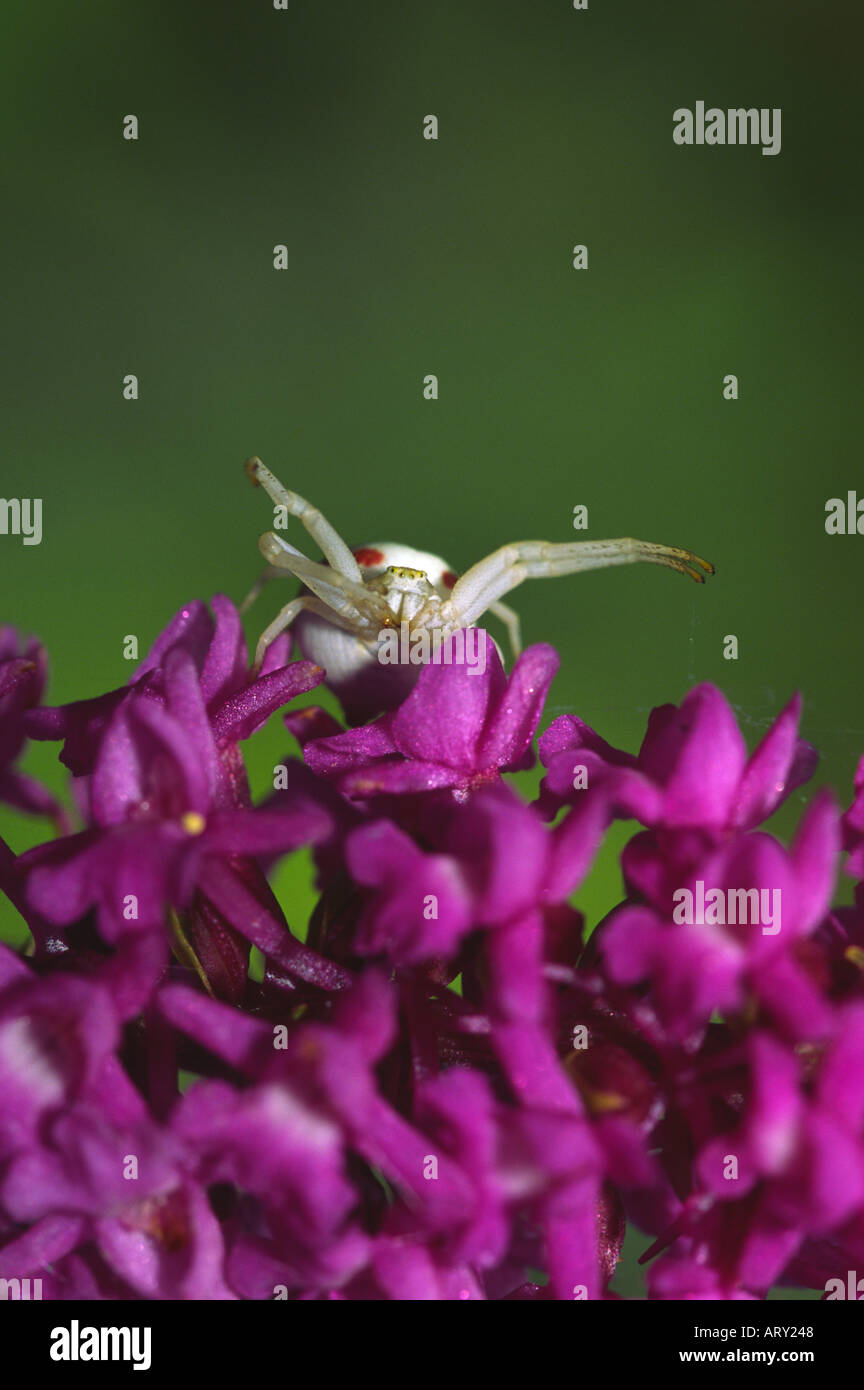 Common spider orchid hi-res stock photography and images - Alamy