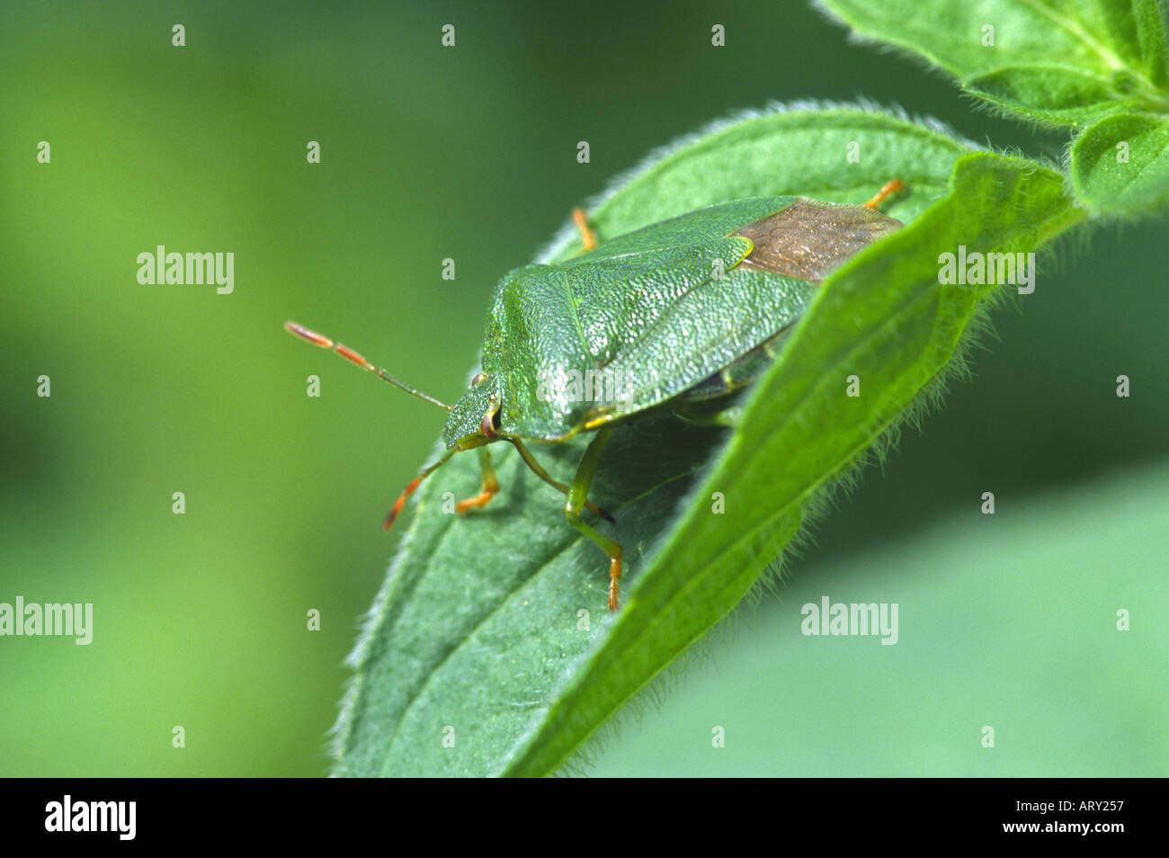 Hawthorn shield bug acanthosoma haemorrhoidale Insect Stock Photo - Alamy