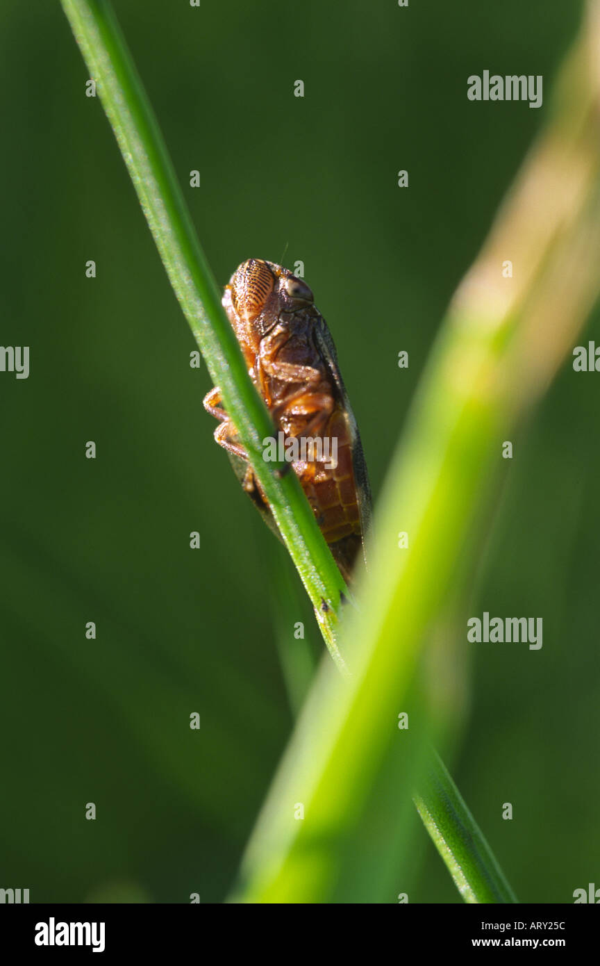 Hopper insect hi-res stock photography and images - Alamy