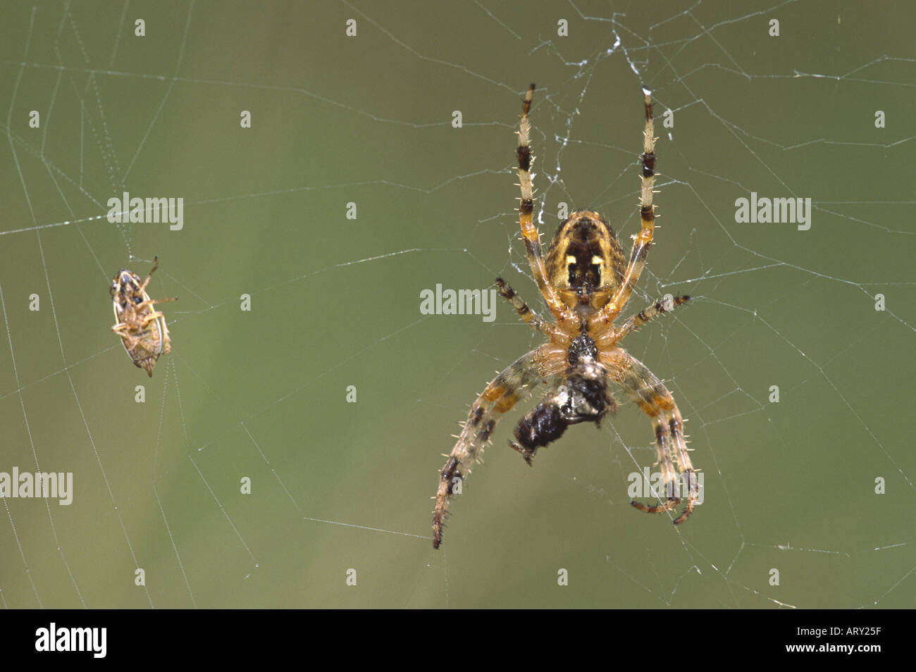 Garden spider araneus diadematus Stock Photo - Alamy