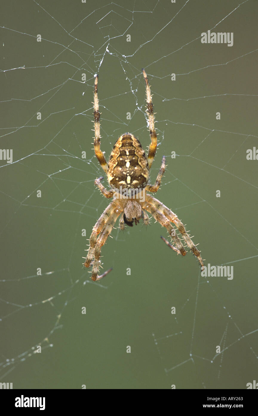 Garden spider araneus diadematus Stock Photo - Alamy