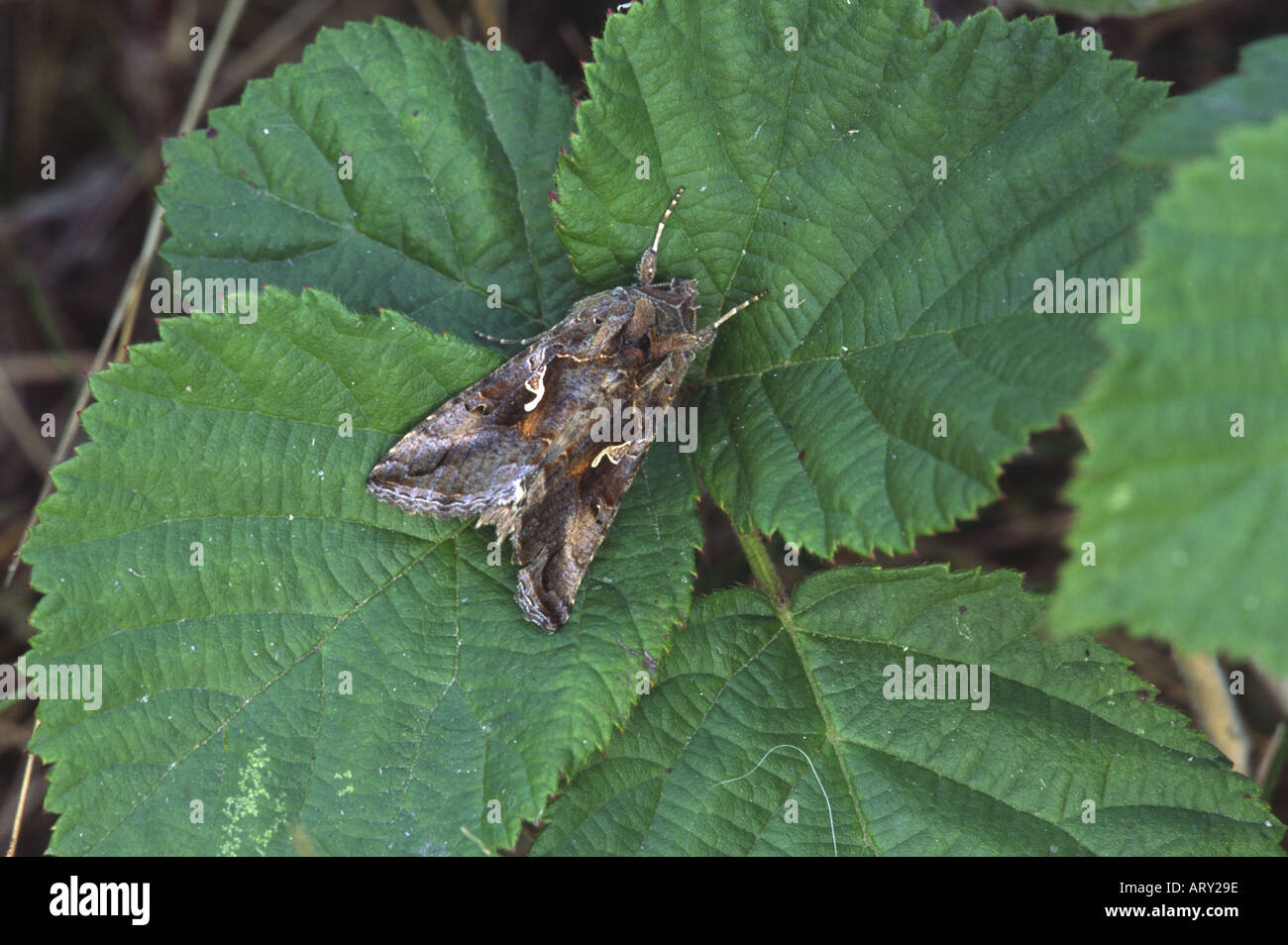 Silver y moth autographa gamma Insect Stock Photo - Alamy