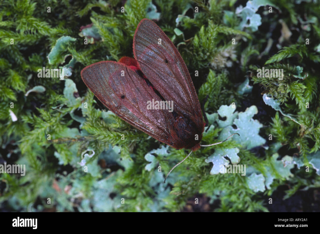 Ruby tiger moth phragmatobia fuliginosa Insect Stock Photo - Alamy