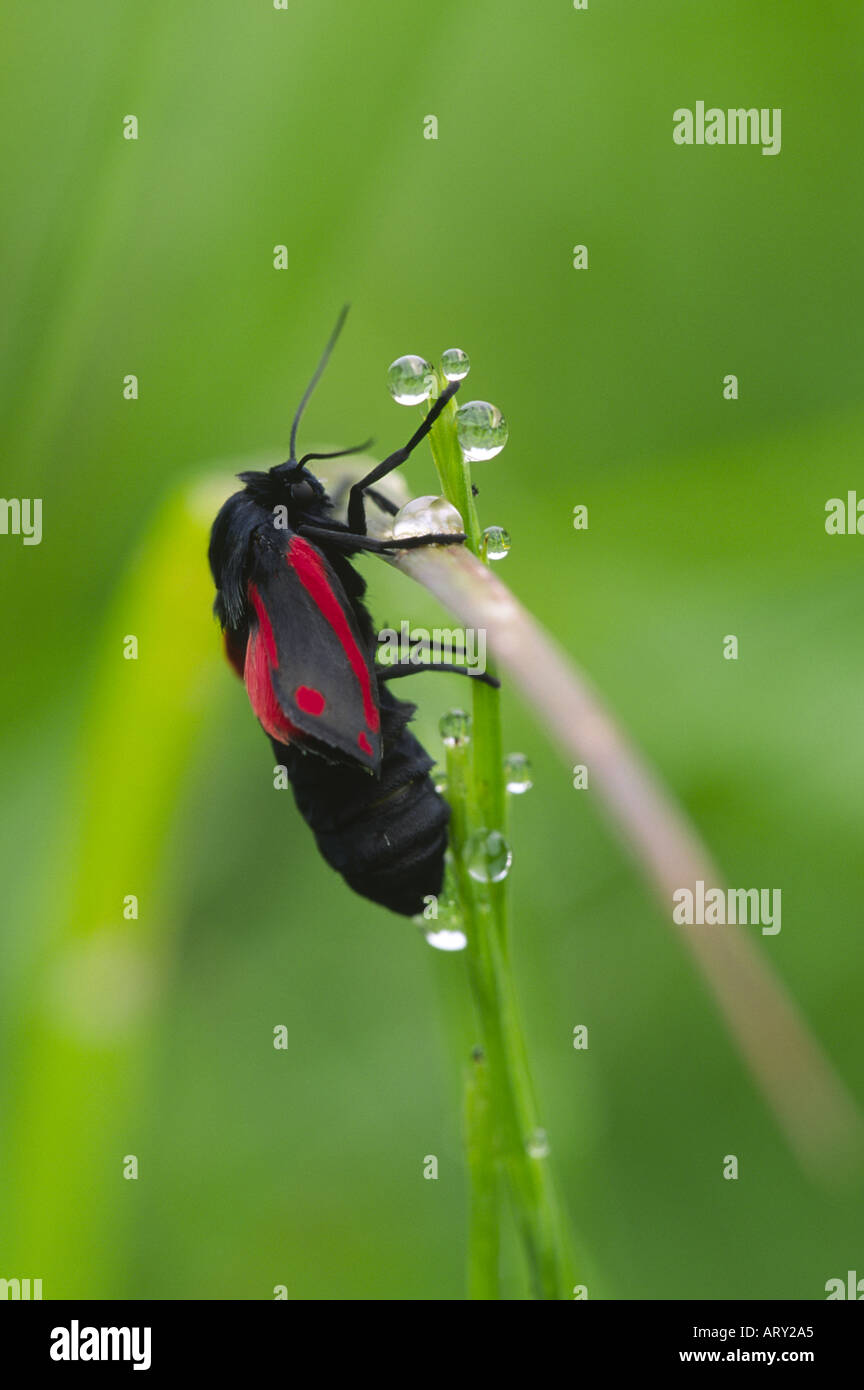 Cinnabar Moth tyria jacobaeae Insect Stock Photo - Alamy