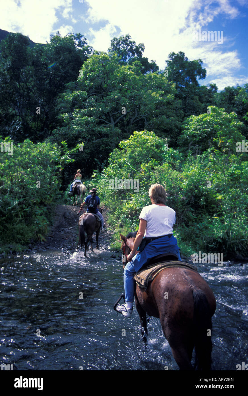 Hawaii big island waipi'o valley horses hi-res stock photography and ...