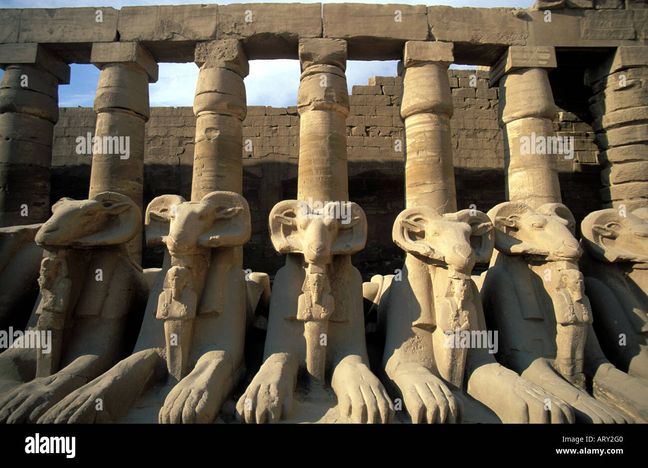 Egyptian ibex hi-res stock photography and images - Alamy