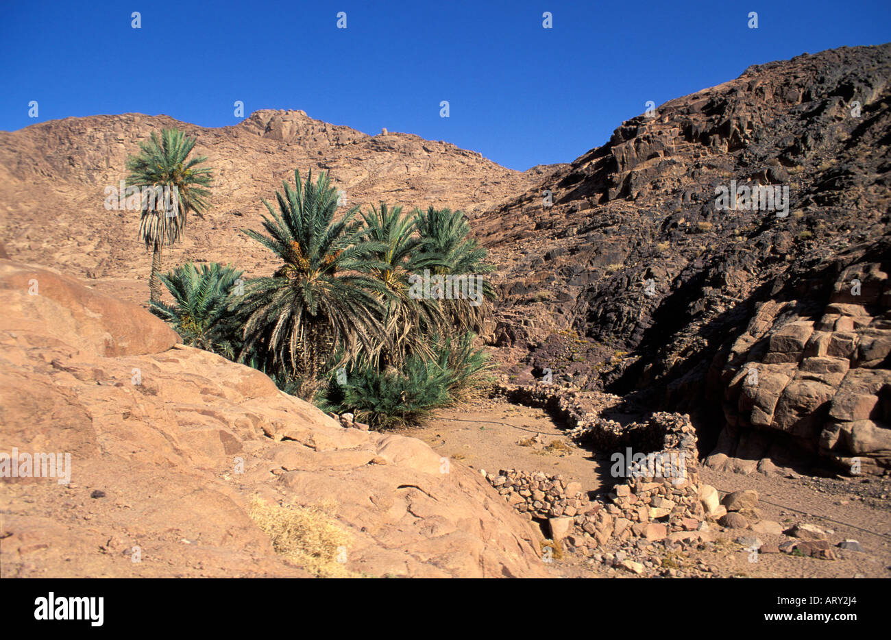 Oasis in sinai desert hi-res stock photography and images - Alamy