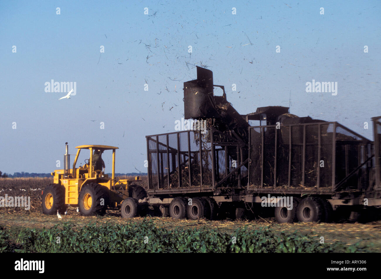 Sugar Cane harvest worker South east Florida Stock Photo - Alamy