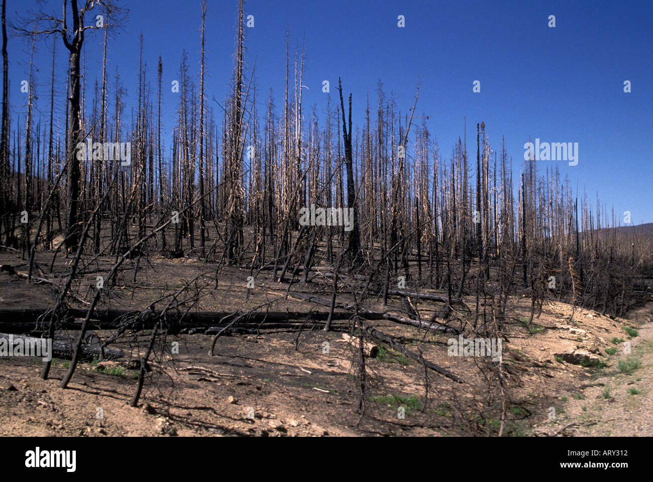 Yellowstone forest fire aftermath hi-res stock photography and images ...