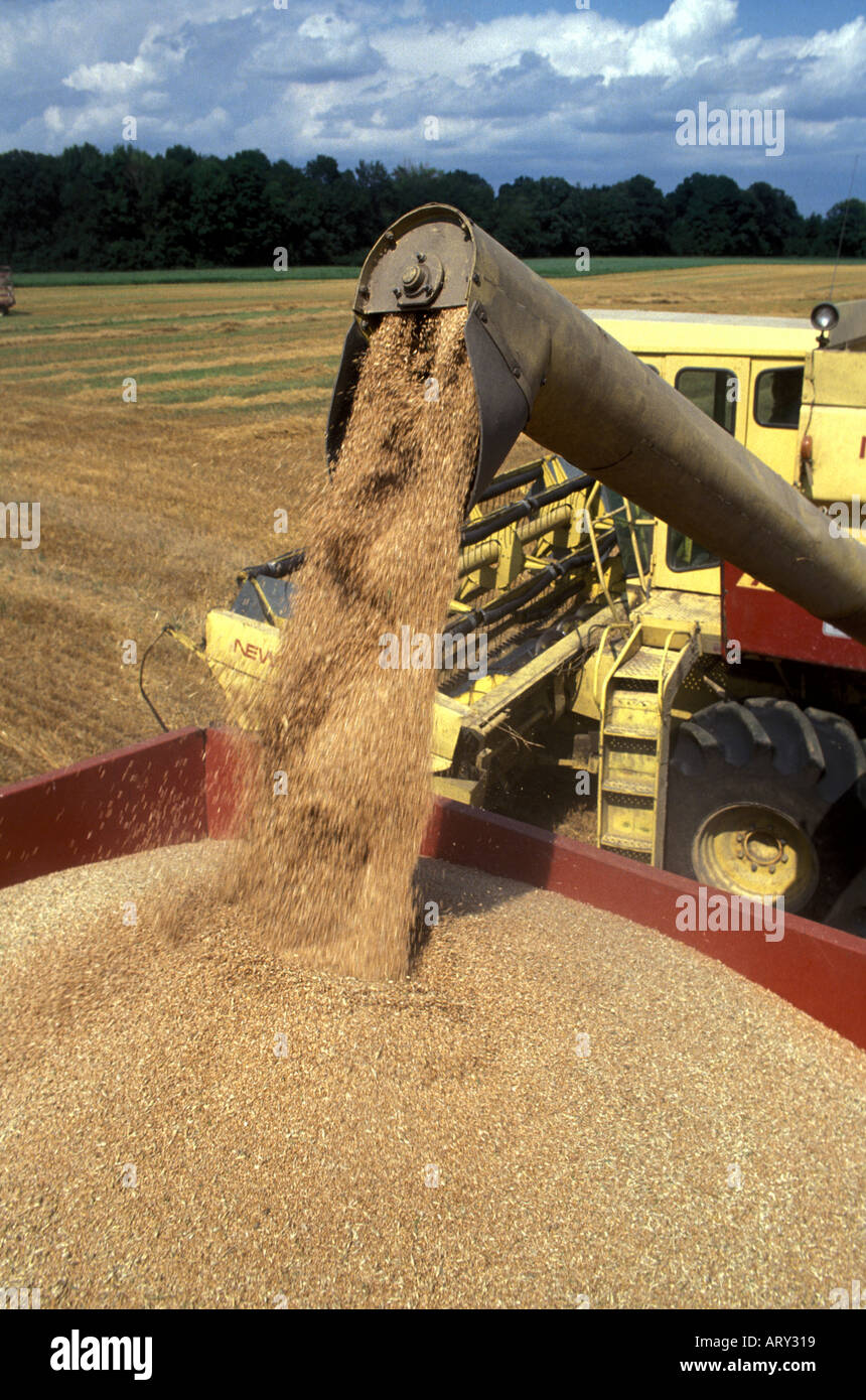 Michigan wheat harvest Stock Photo - Alamy
