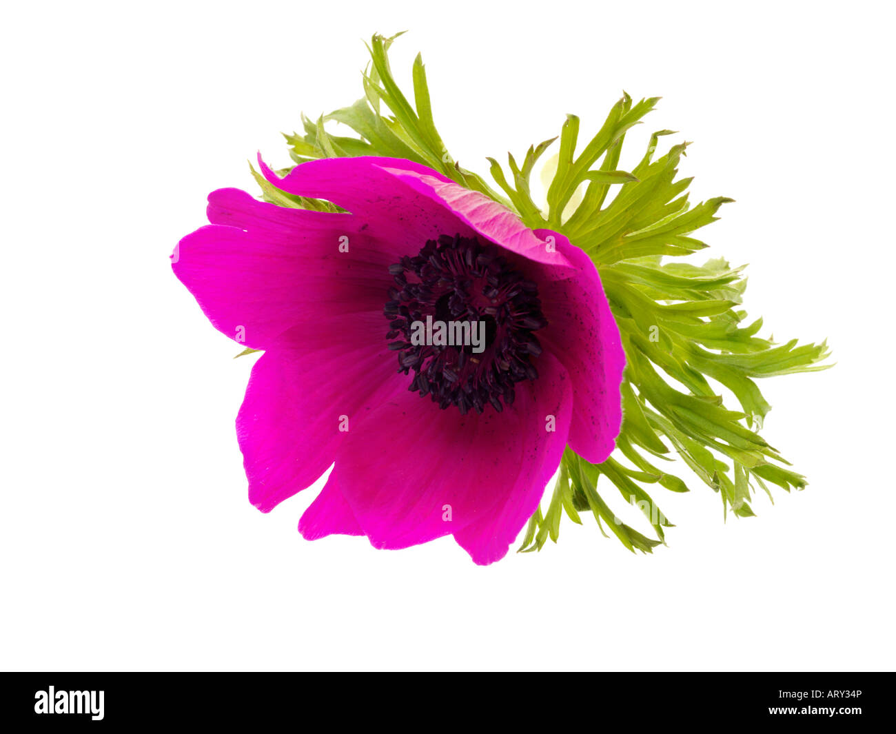 Pink purple anemone flower Cut Out Stock Images & Pictures - Alamy