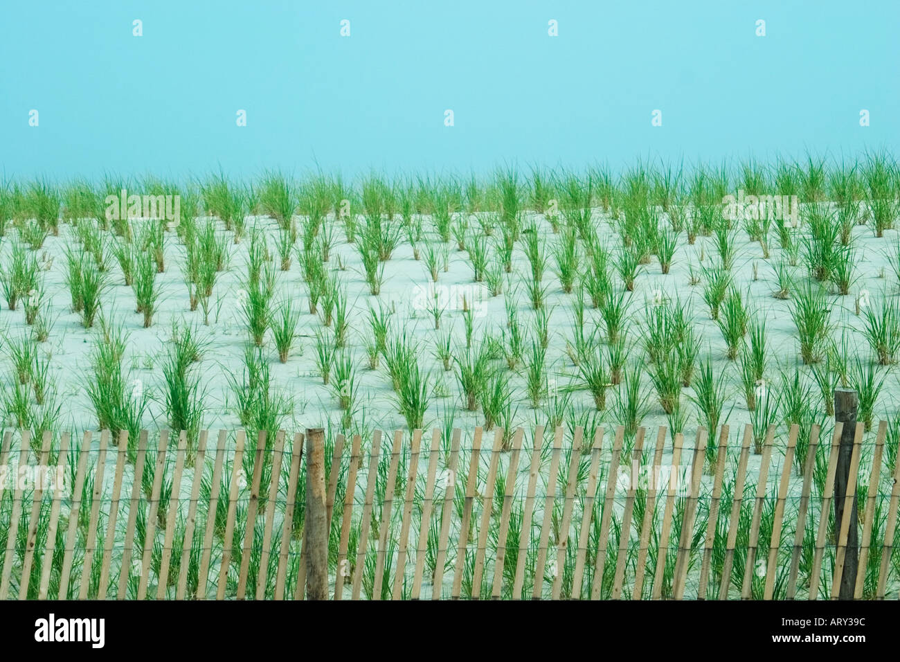 Grass growing uniformly on beach Stock Photo - Alamy