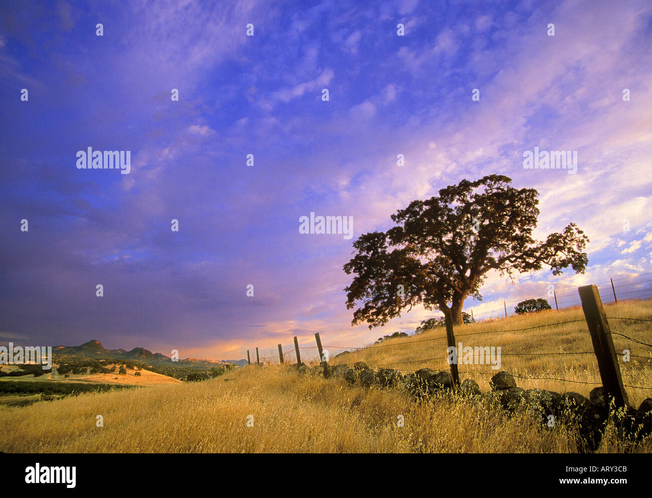 A lone oak tree in the Sutter Buttes of California Stock Photo - Alamy