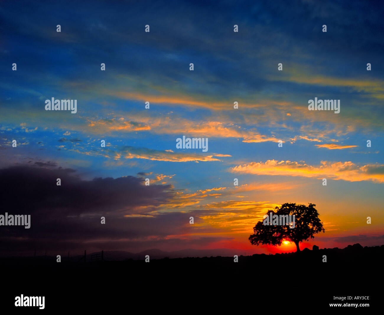 A lone oak tree at sunset in the Sutter Buttes of California Stock ...