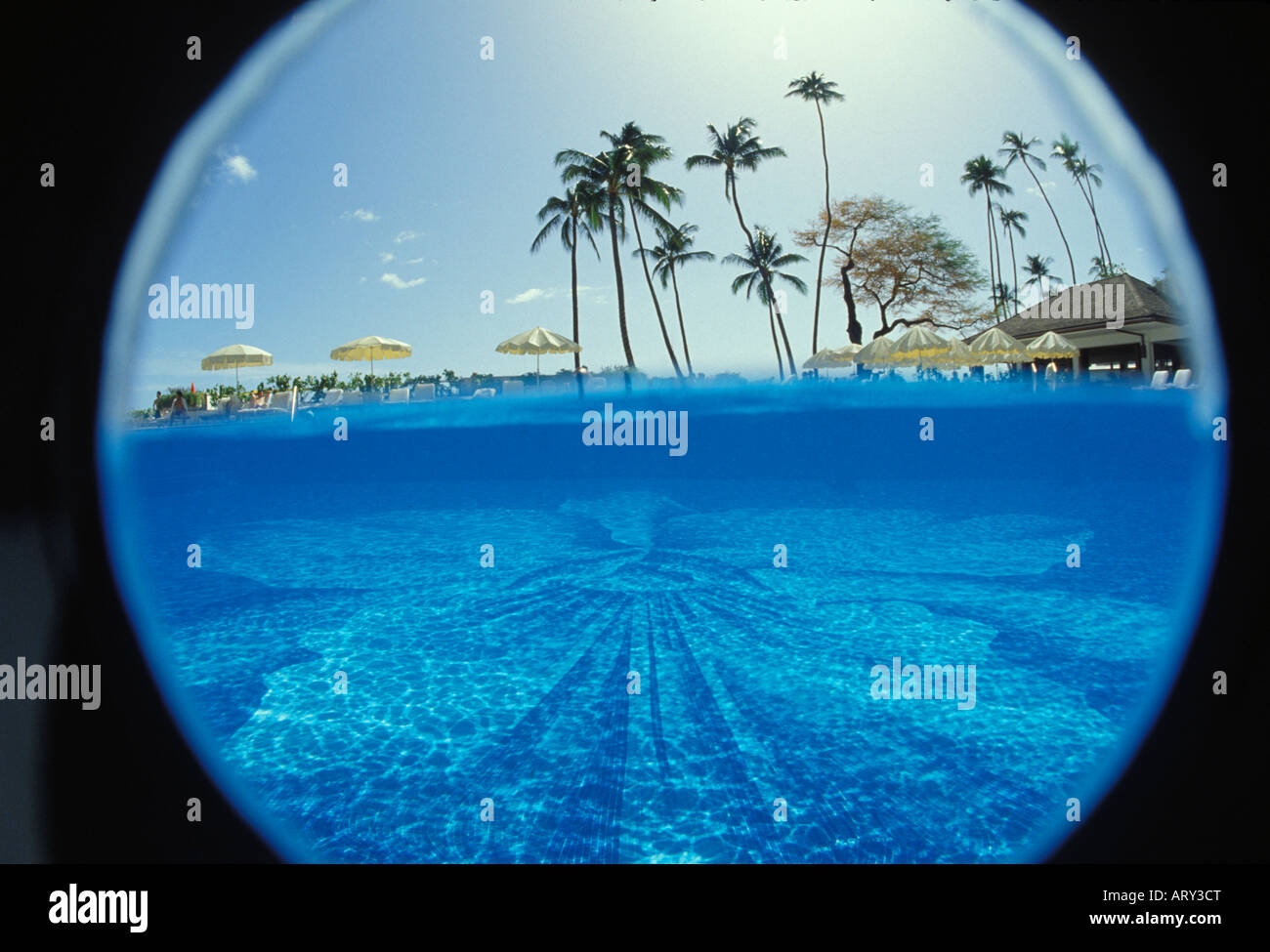 Halekulani hotel pool underwater with palm trees above water Stock ...