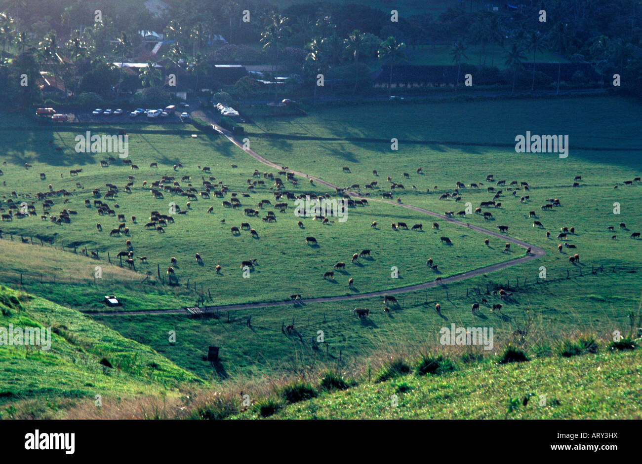 Grazing land found in hi-res stock photography and images - Alamy