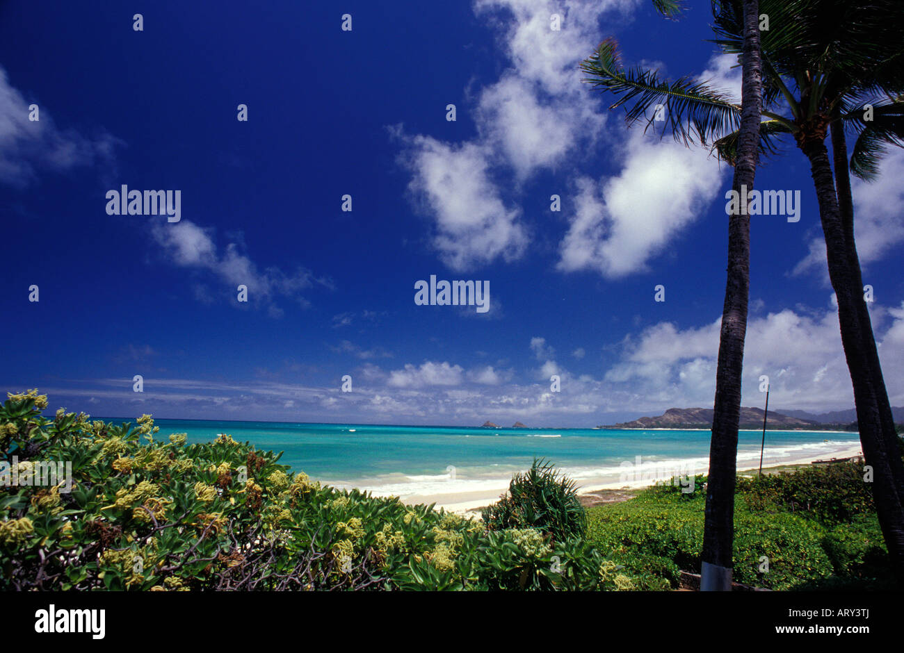 Kailua beach, on Oahu's windward coast, with foliage and trees beneath ...