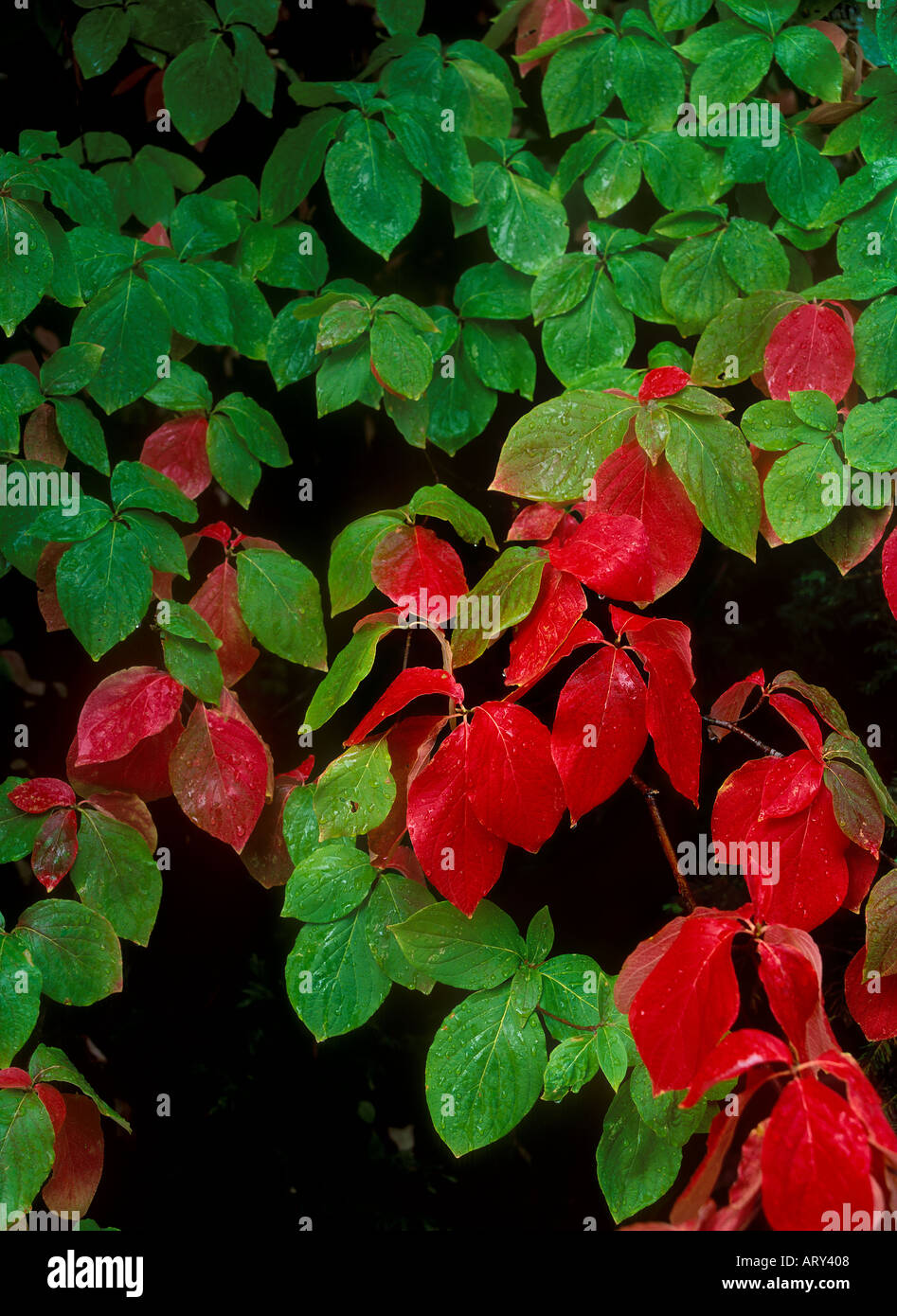 Fiery red leaves hi-res stock photography and images - Alamy