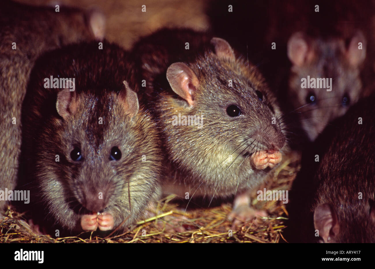 Poisoned rat hi-res stock photography and images - Alamy