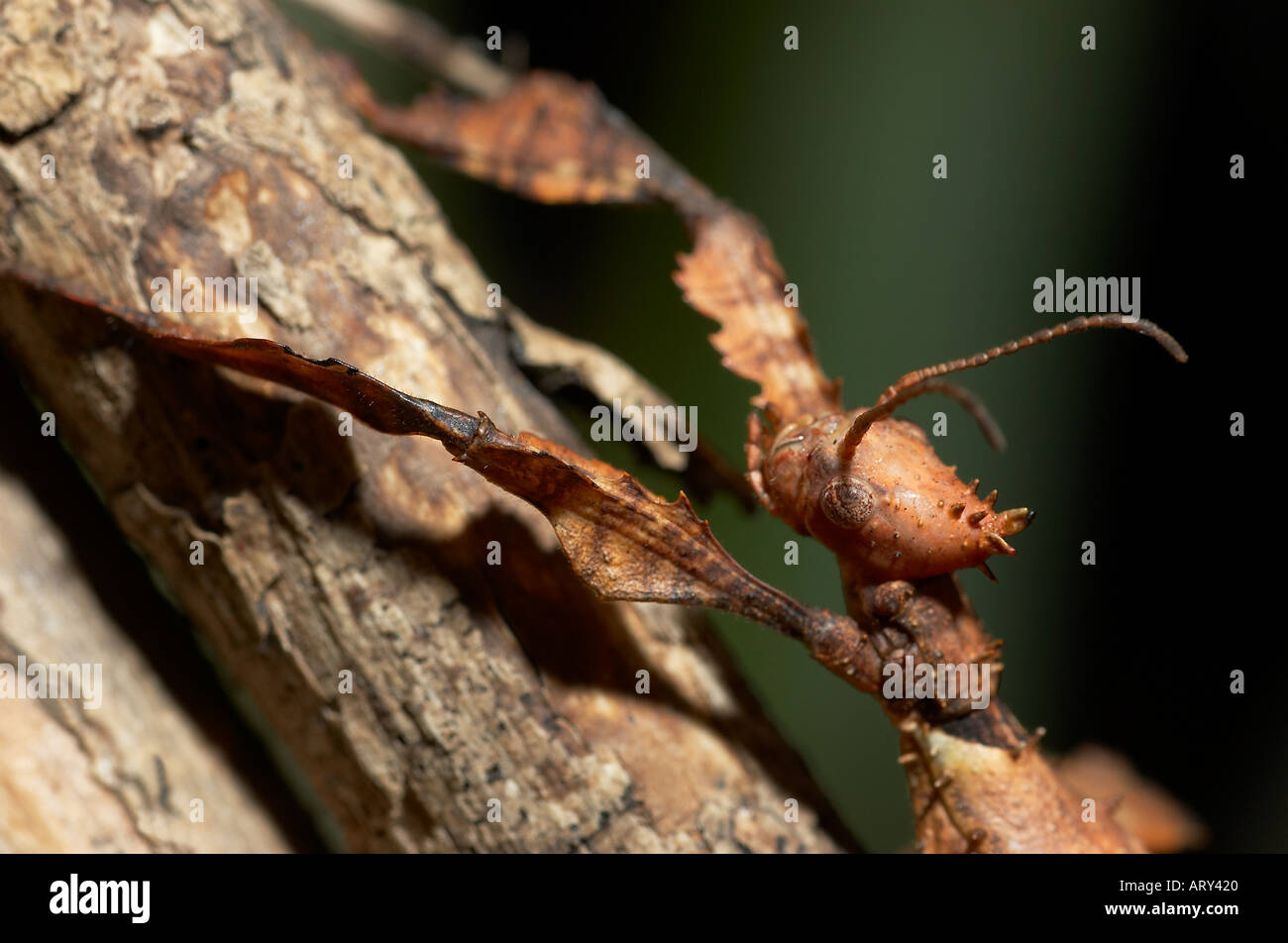 Giant Prickly Stick Insect hiding in tree Stock Photo - Alamy
