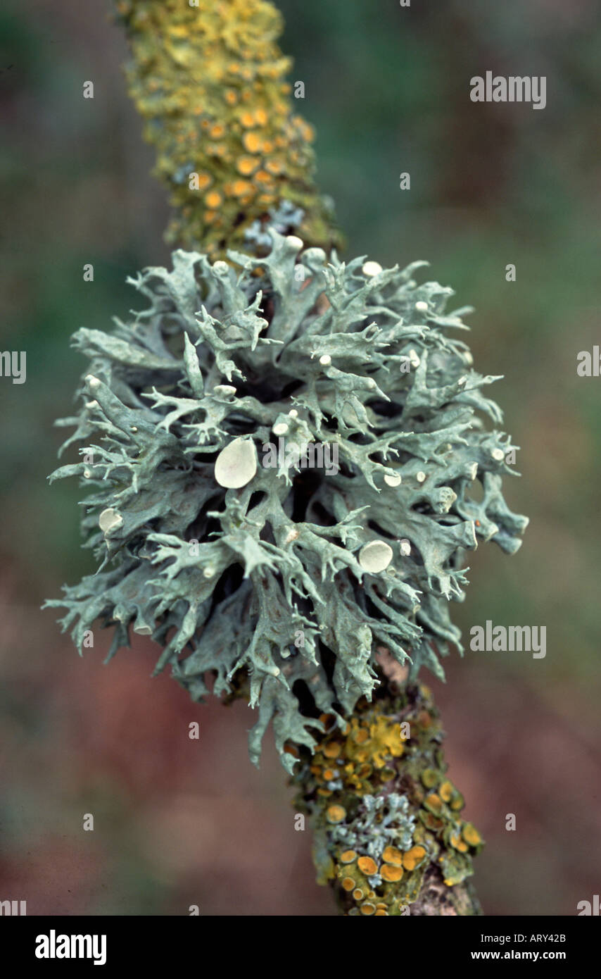 Lichens as indicators hi-res stock photography and images - Alamy