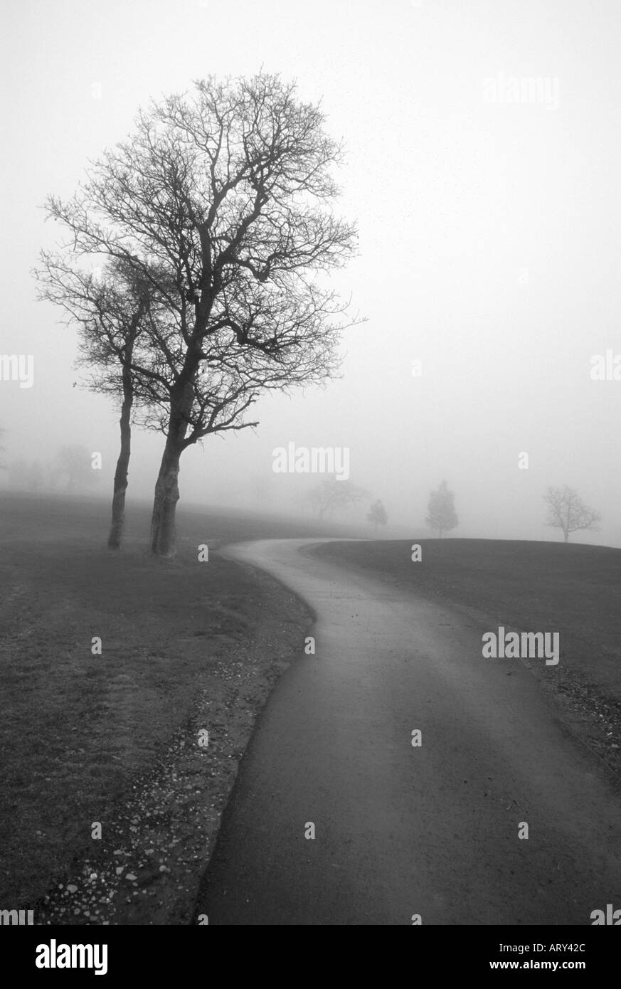A path winds past trees into the fog Stock Photo - Alamy