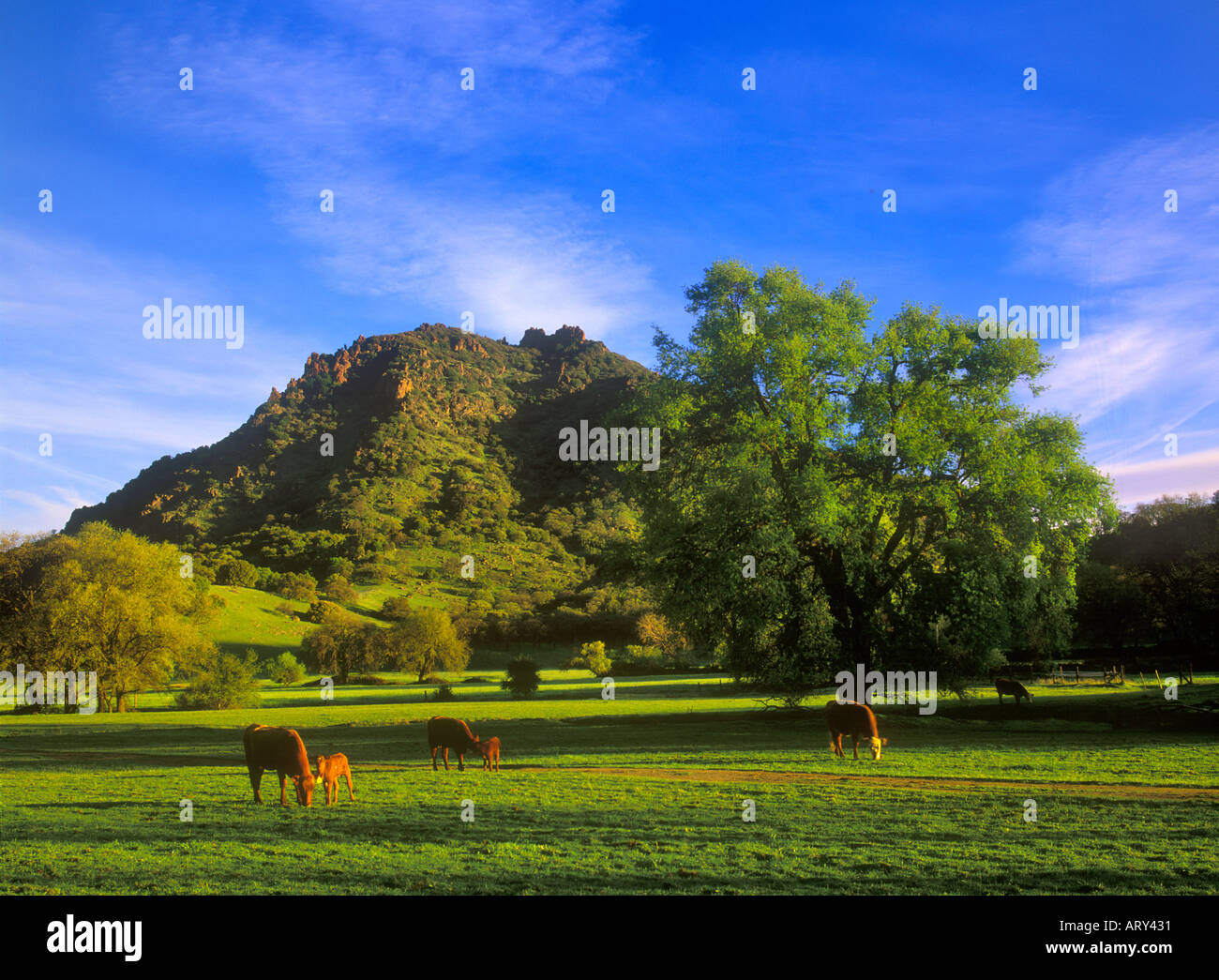 Cattle grazing in the Sutter Buttes of California Stock Photo - Alamy