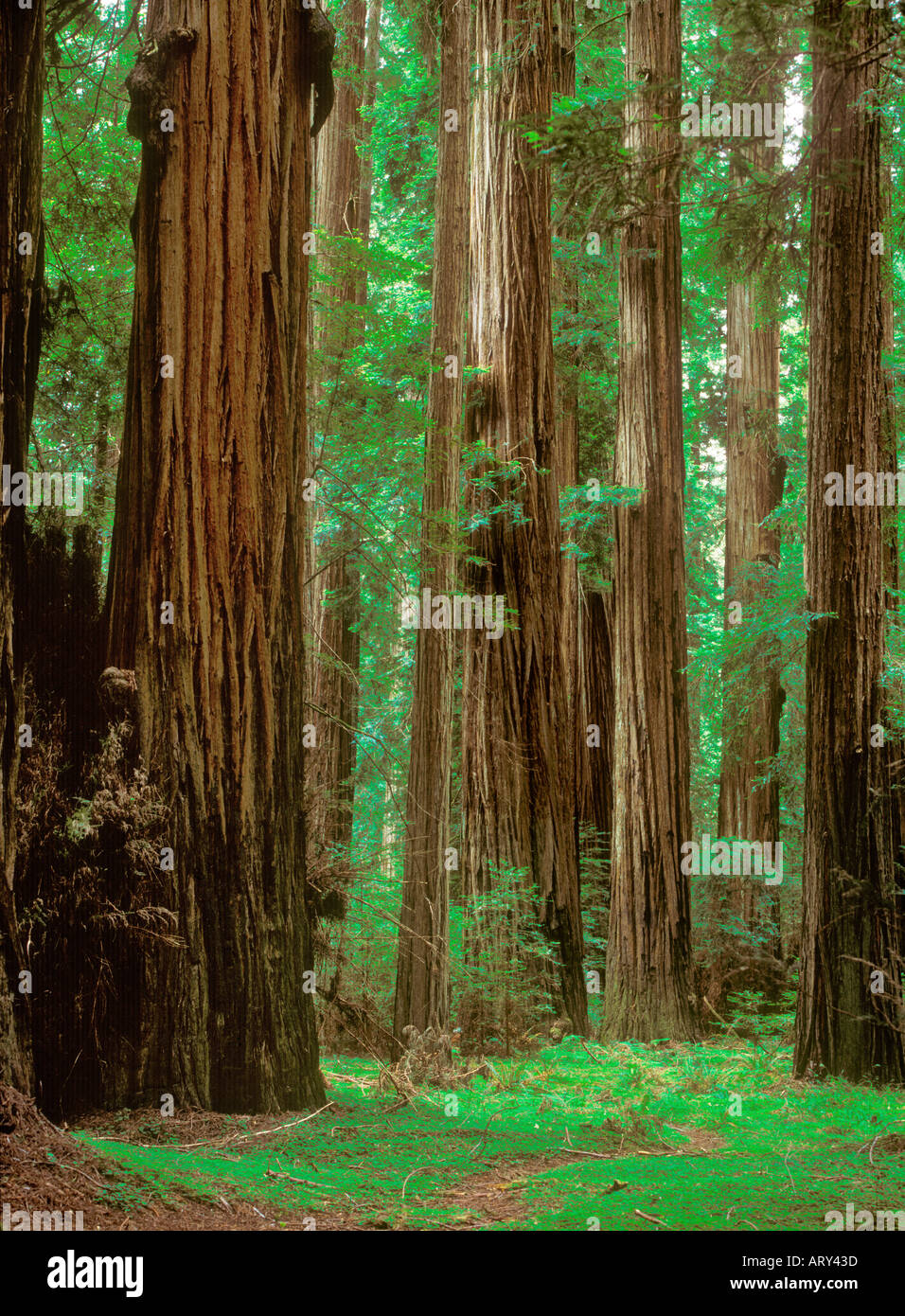 Towering redwood trees in Humboldt Redwoods State Park California Stock ...