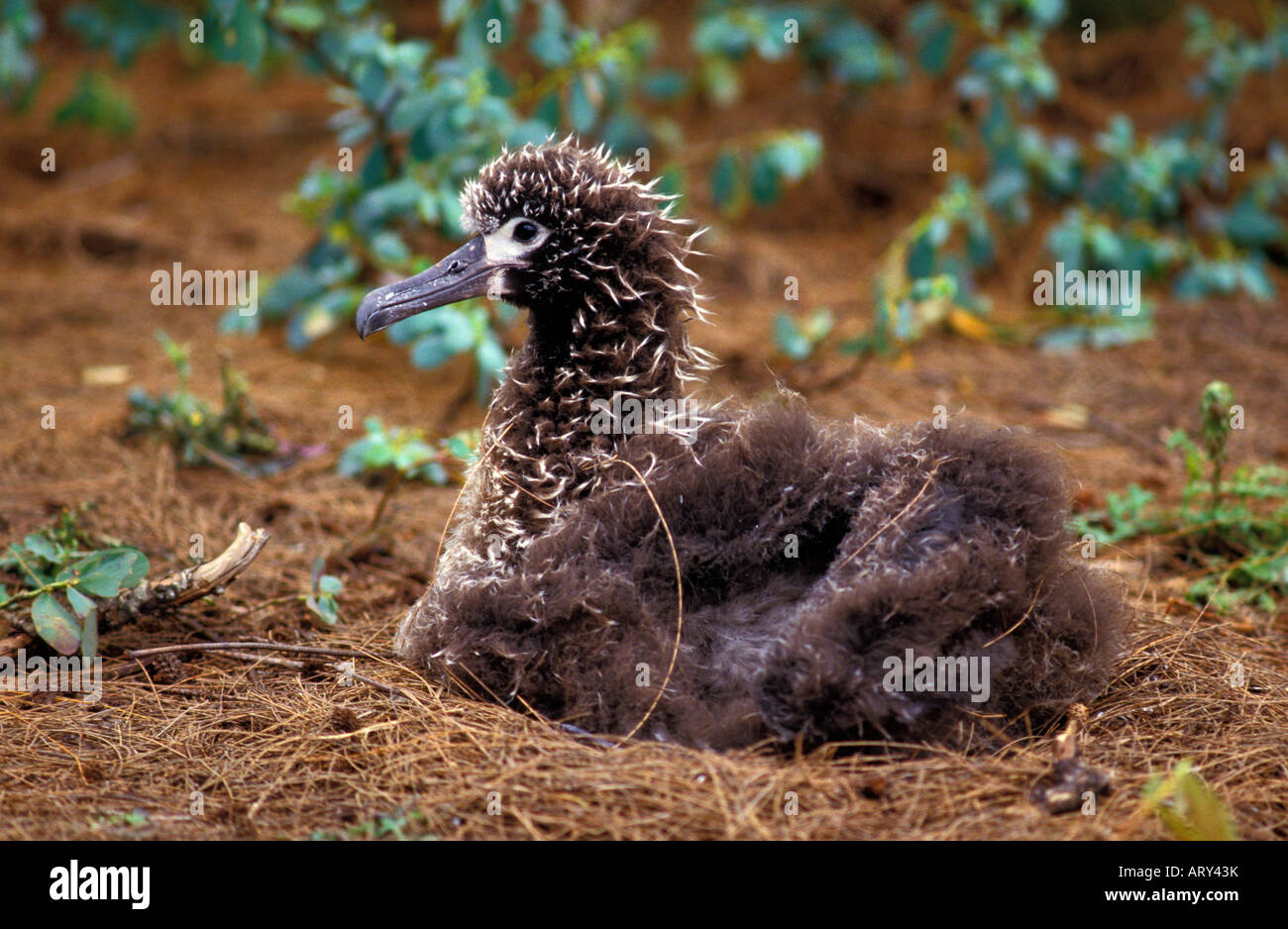 Laysan albatross chick at the Kilauea wildlife reserve on the Big ...
