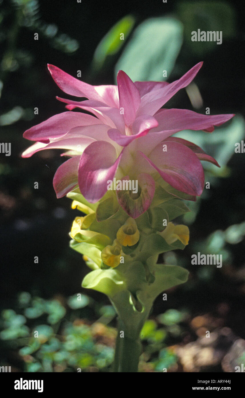 Blossom of pink ginger, which has the botanical name curcuma inodora ...
