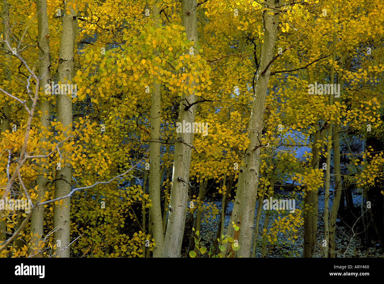 Fall aspen trees turn bright gold in the eastern Sierra Nevada ...