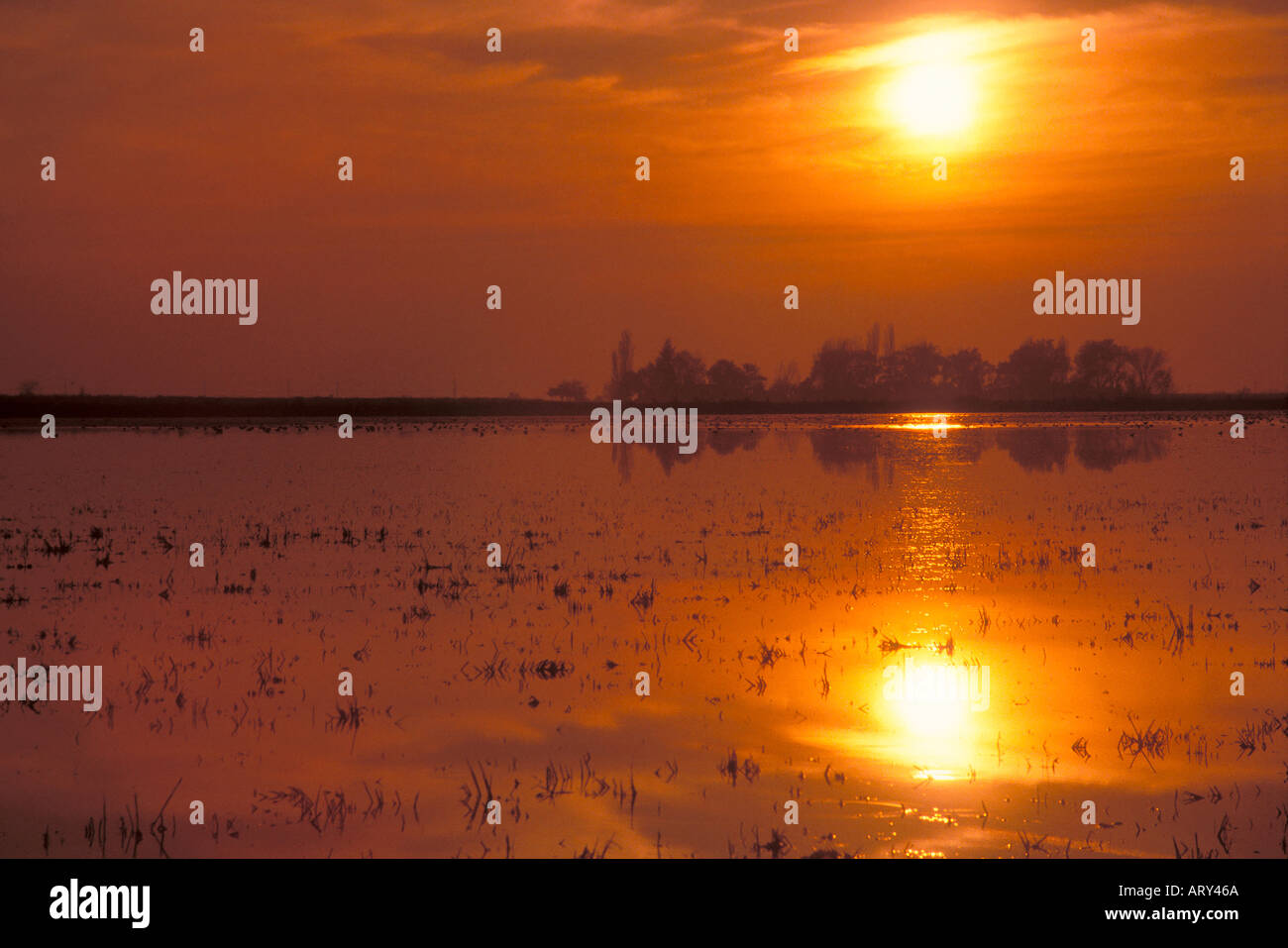 Sunset over flooded rice fields in the Sacramento Valley of California ...